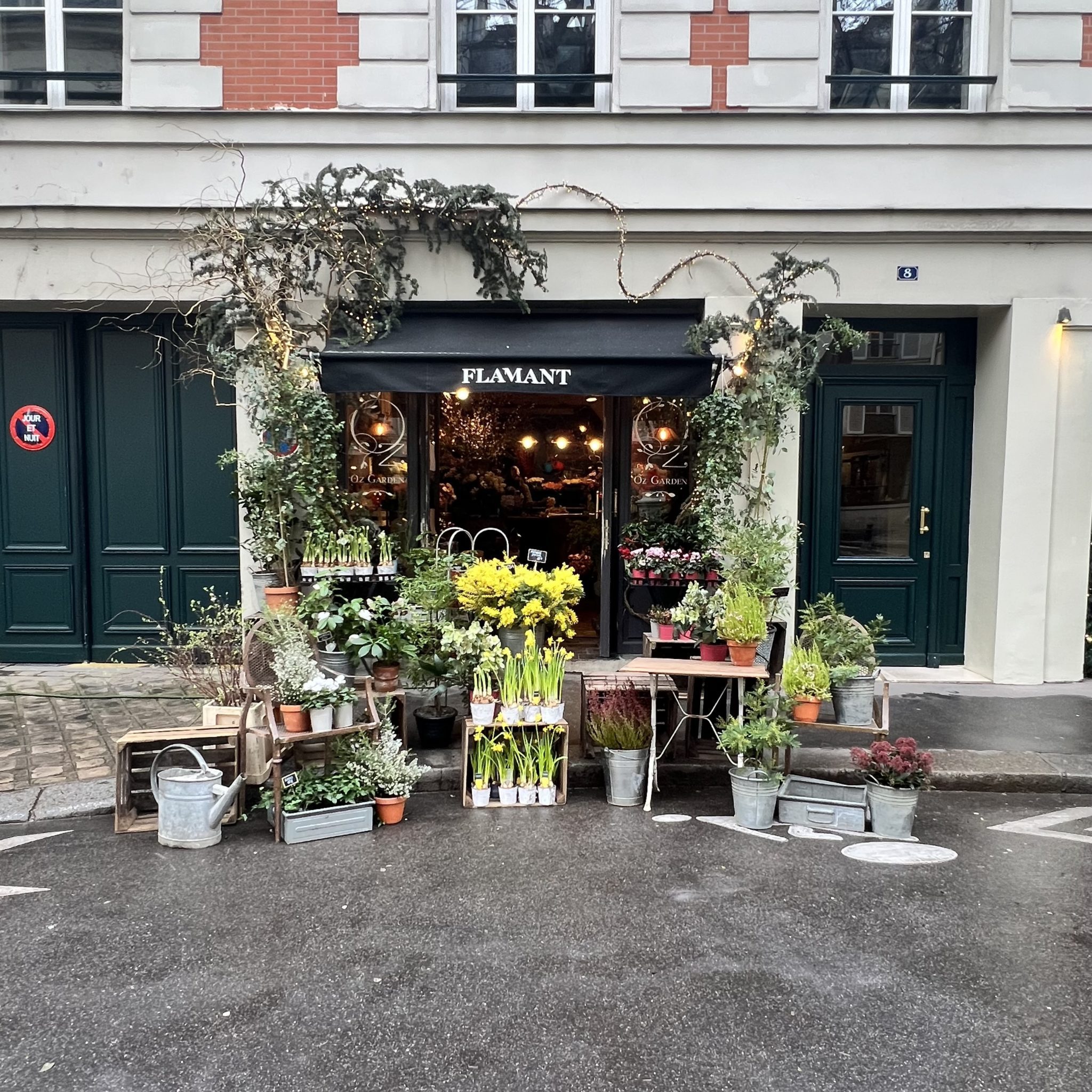 Mimosa: The Signature Bloom of Paris in January - Paris For Dreamers