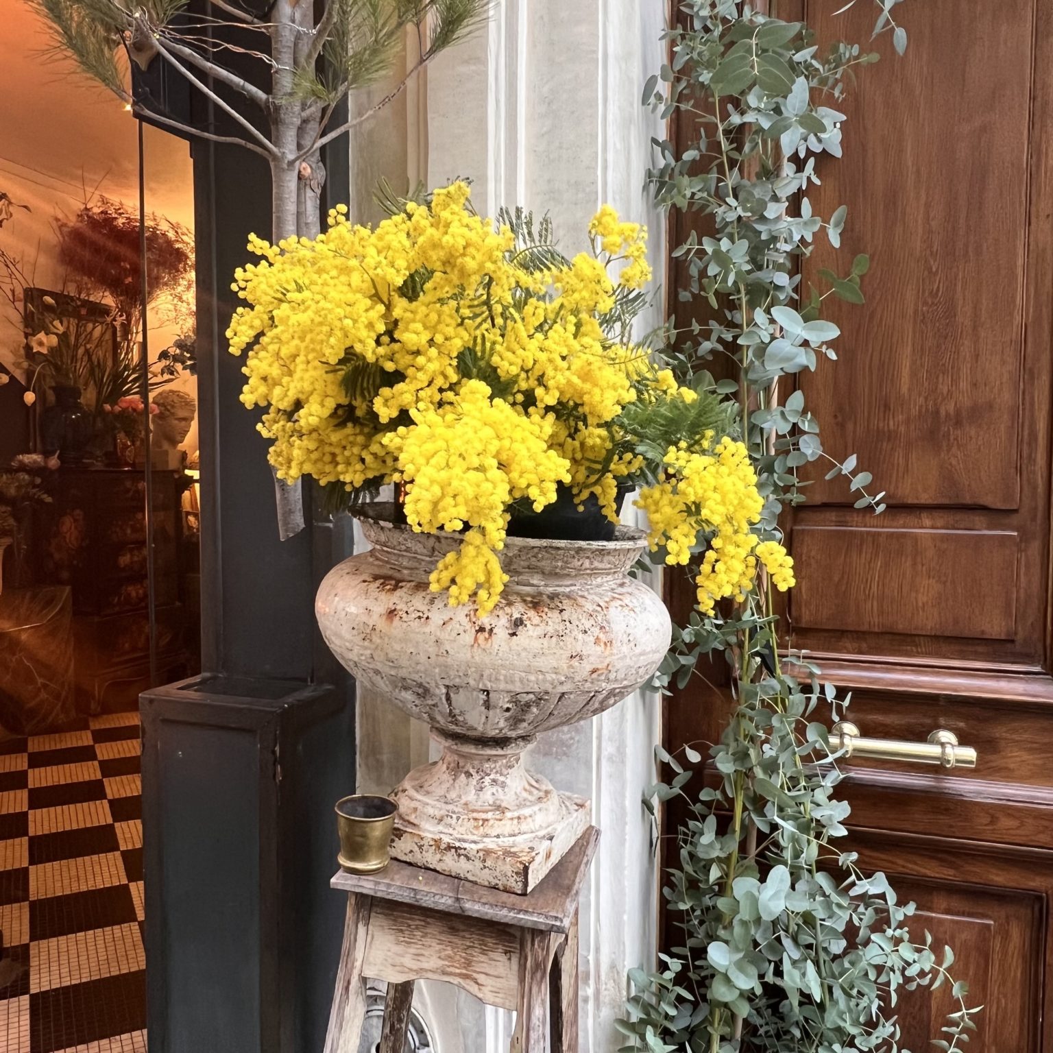 Mimosa: The Signature Bloom of Paris in January - Paris For Dreamers